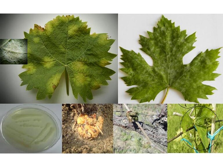 Tehnologii - Protecția plantelor - Virologie în Horticultură - INCDBH ...